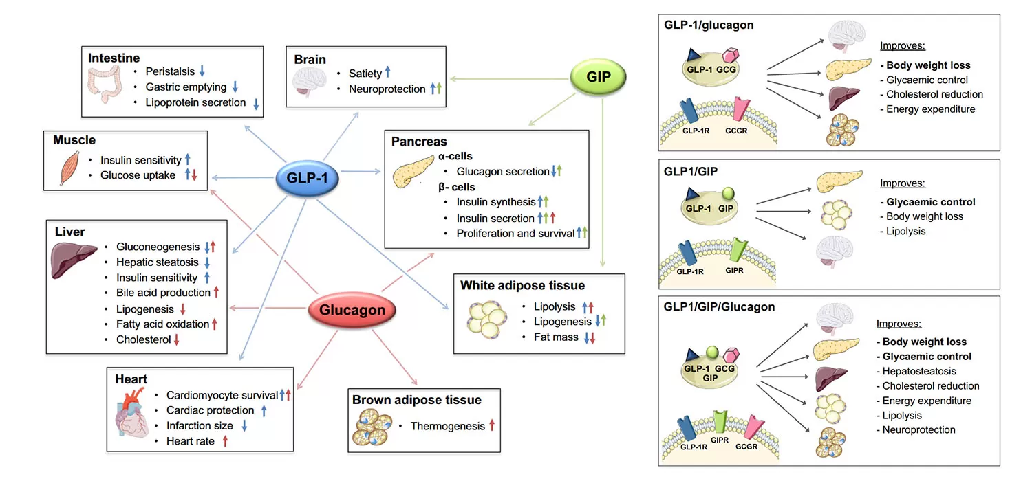 博格隆（Bestchrom）官网丨胰岛素纯化 | GLP-1