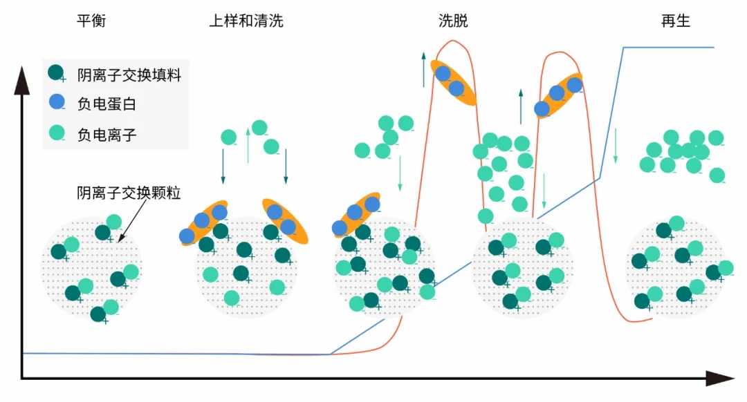 为什么超过70%的生物制药层析工艺都选择它？——离子交换层析全解析丨博格隆（Bestchrom）官网